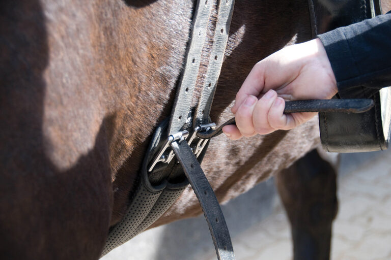 Ultimate Guide to Ulcers in Horses - Horse Illustrated
