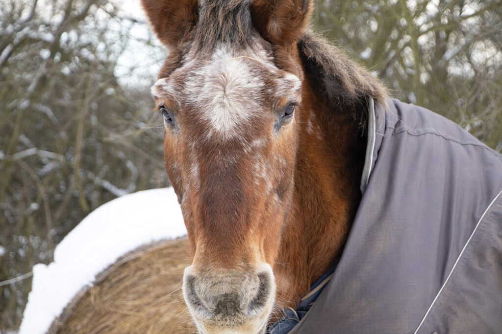 Lessons Learned from Senior Horses - Horse Illustrated