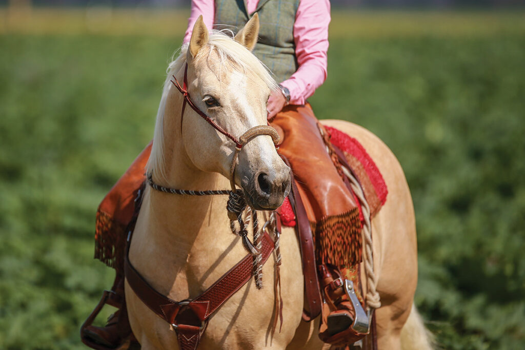 Horse of a Golden Color: The Palomino Horse - Horse Illustrated