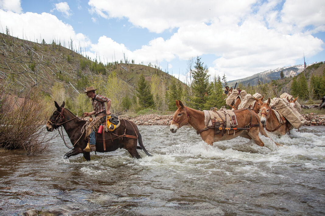 The Working Mules of our Public Lands - Horse Illustrated