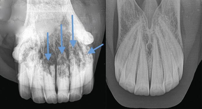 Dental Care for the Senior Horse - Horse Illustrated