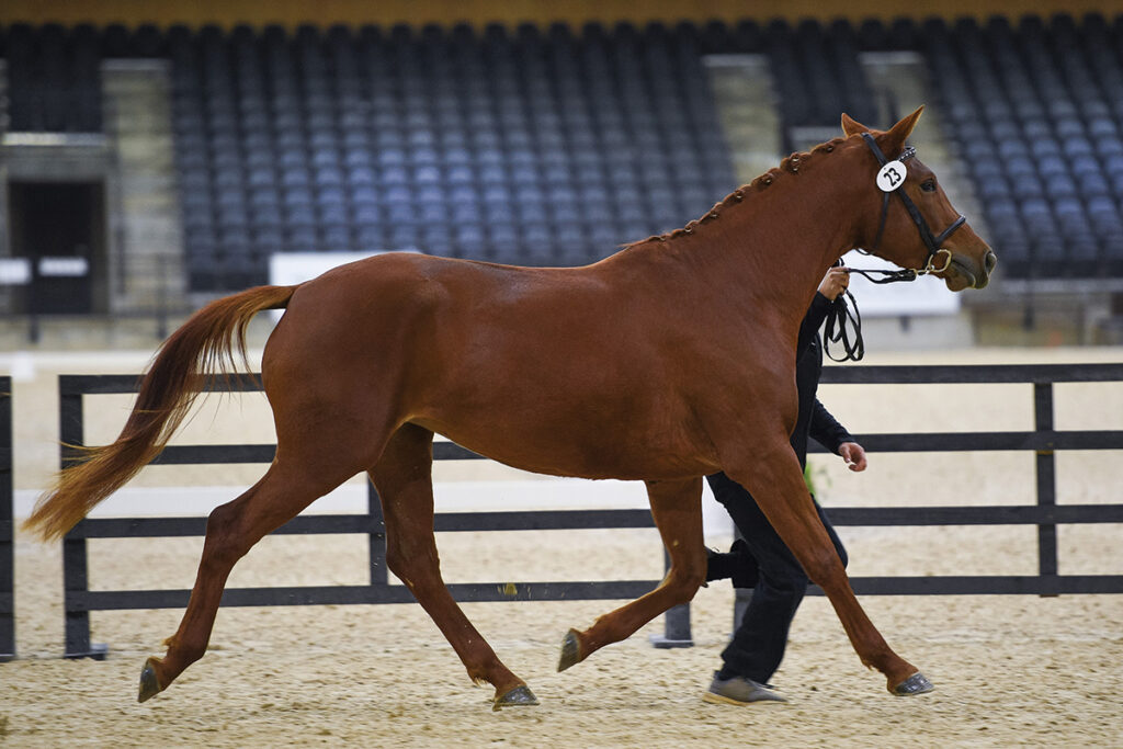 Showing Horses in Hand - Horse Illustrated