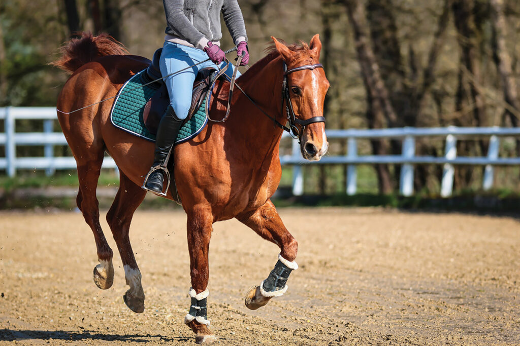 What is Trauma-Informed Horsemanship? - Horse Illustrated