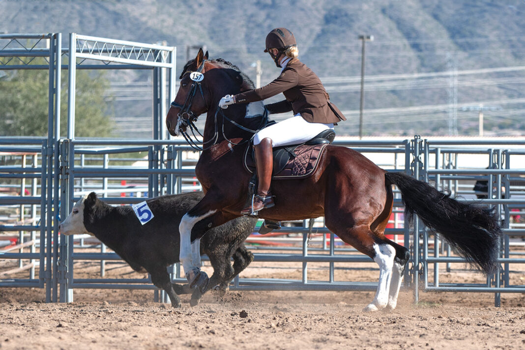An Overview of Working Equitation - Horse Illustrated