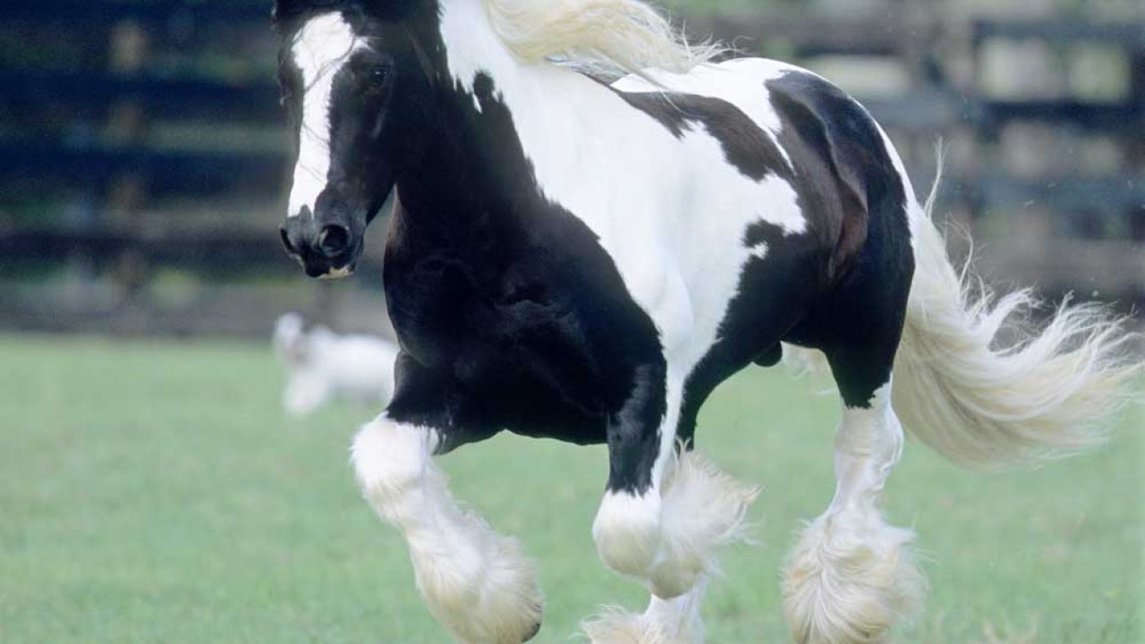 Gypsy Vanner Horses