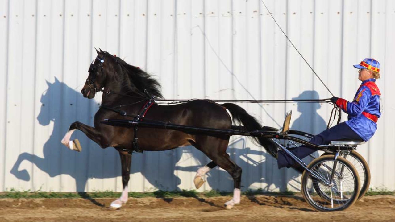 Hackney Horse Origin