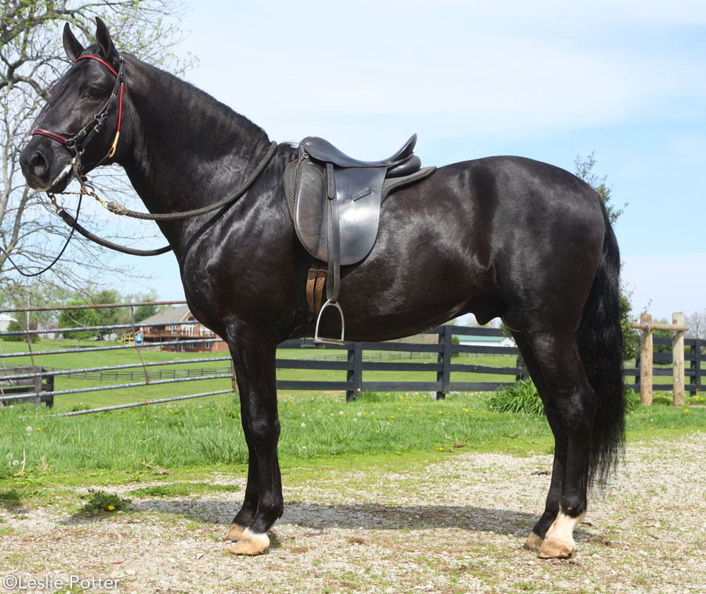 Black Paso Fino Horse Black Paso Fino Horse