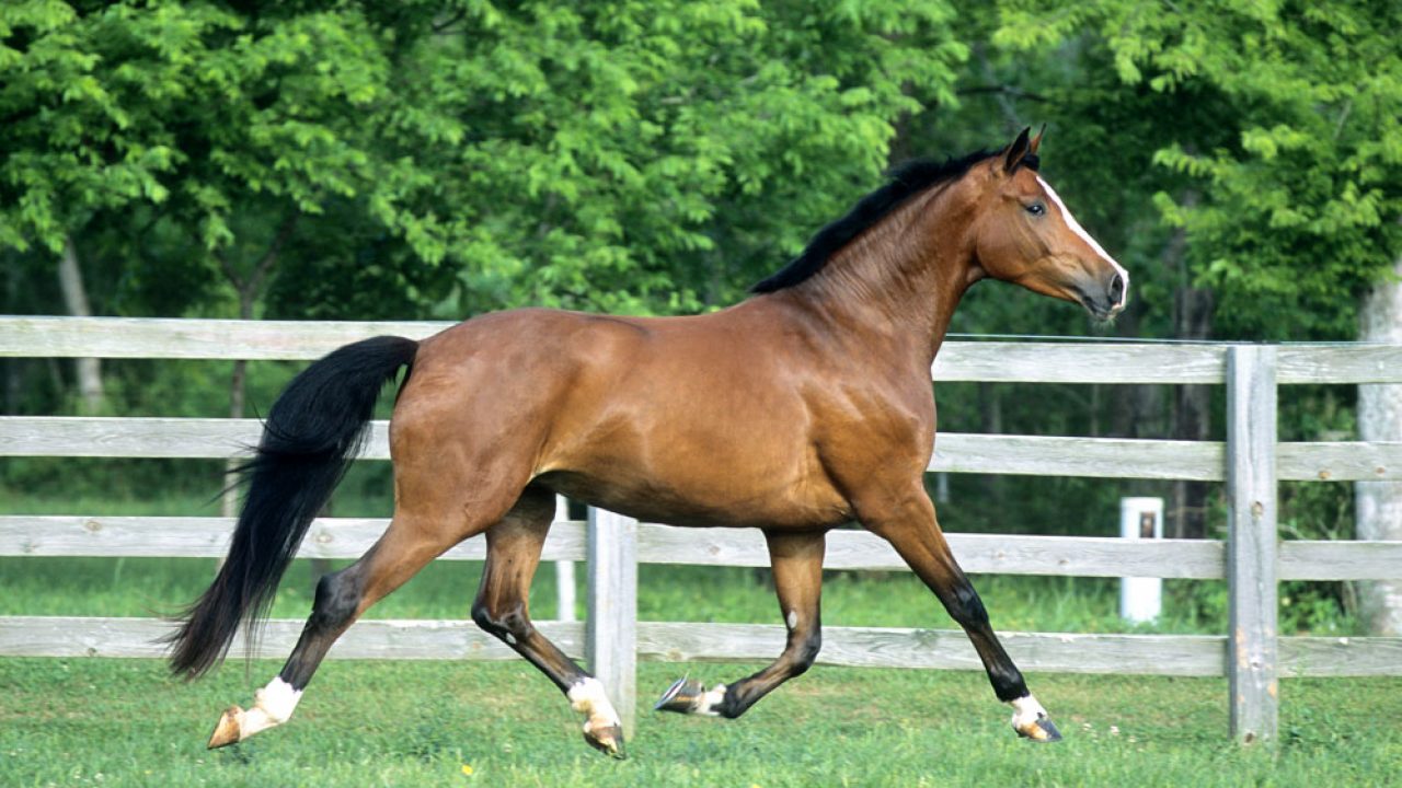 Westphalian Horse Registry