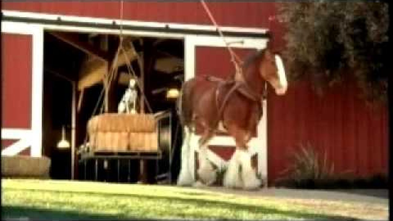 Budweiser Clydesdales Commercial