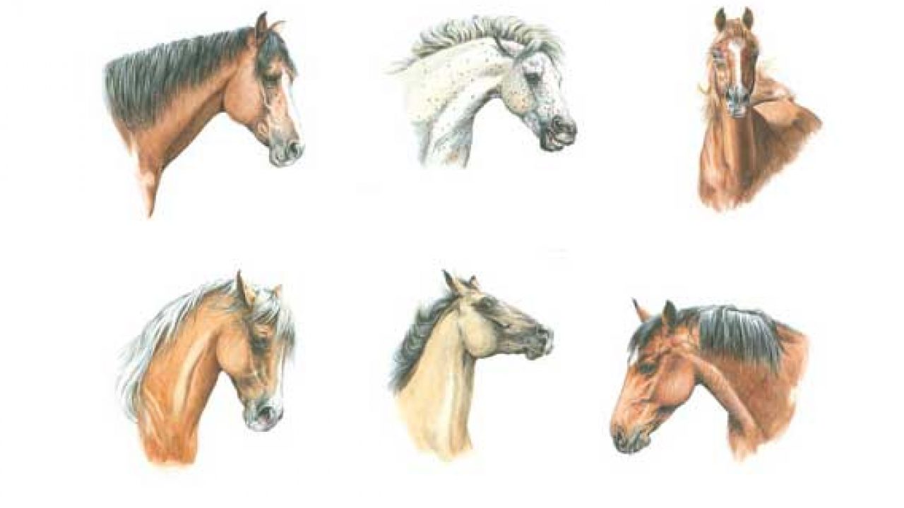 Aggressive Horse Behavior