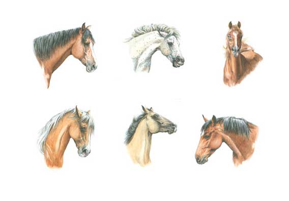 Aggressive Horse Drawing