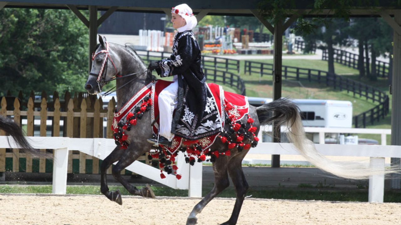 Arabian Horse Breed Information And Pictures Amazing Pets For You