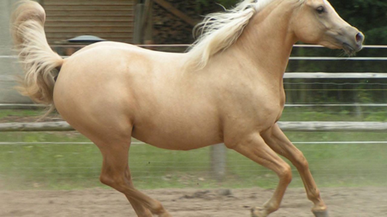Arabian Horse Cantering