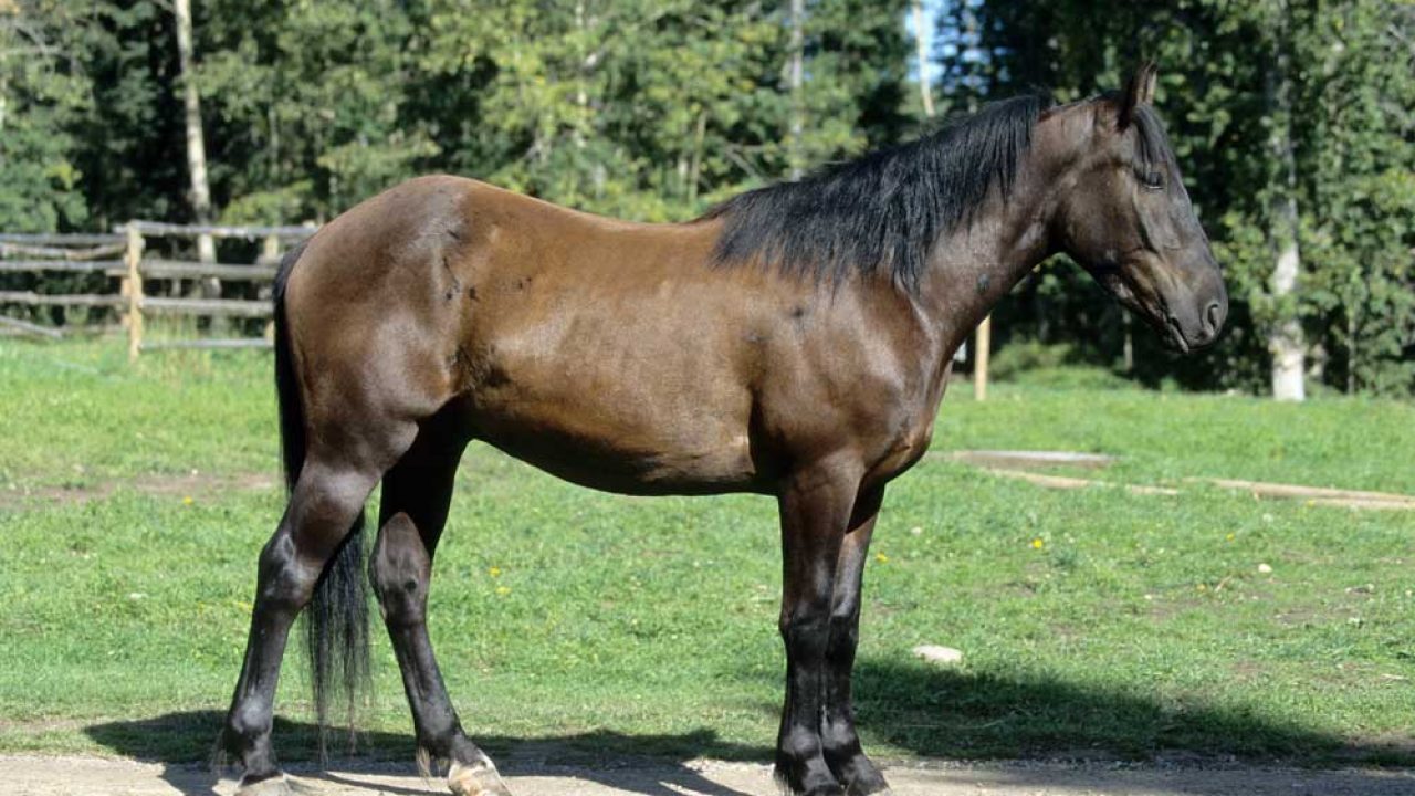 Brown Dun Horse