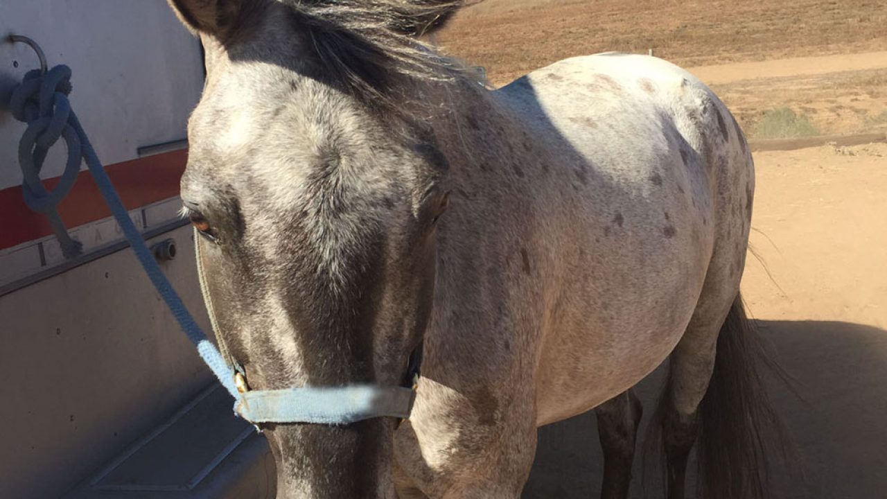 Spanish Mustang Spanish Mustang Spirit | Black Hills Wild Horse
