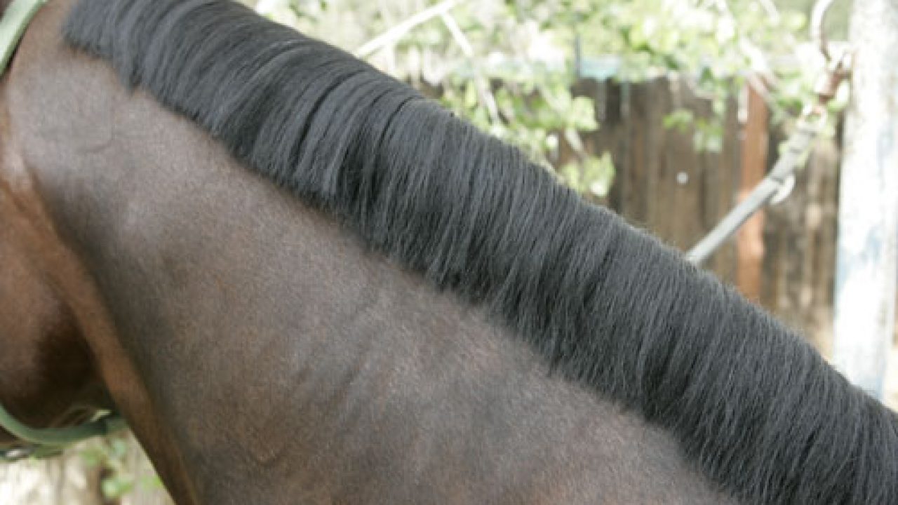 Short Horses Mane