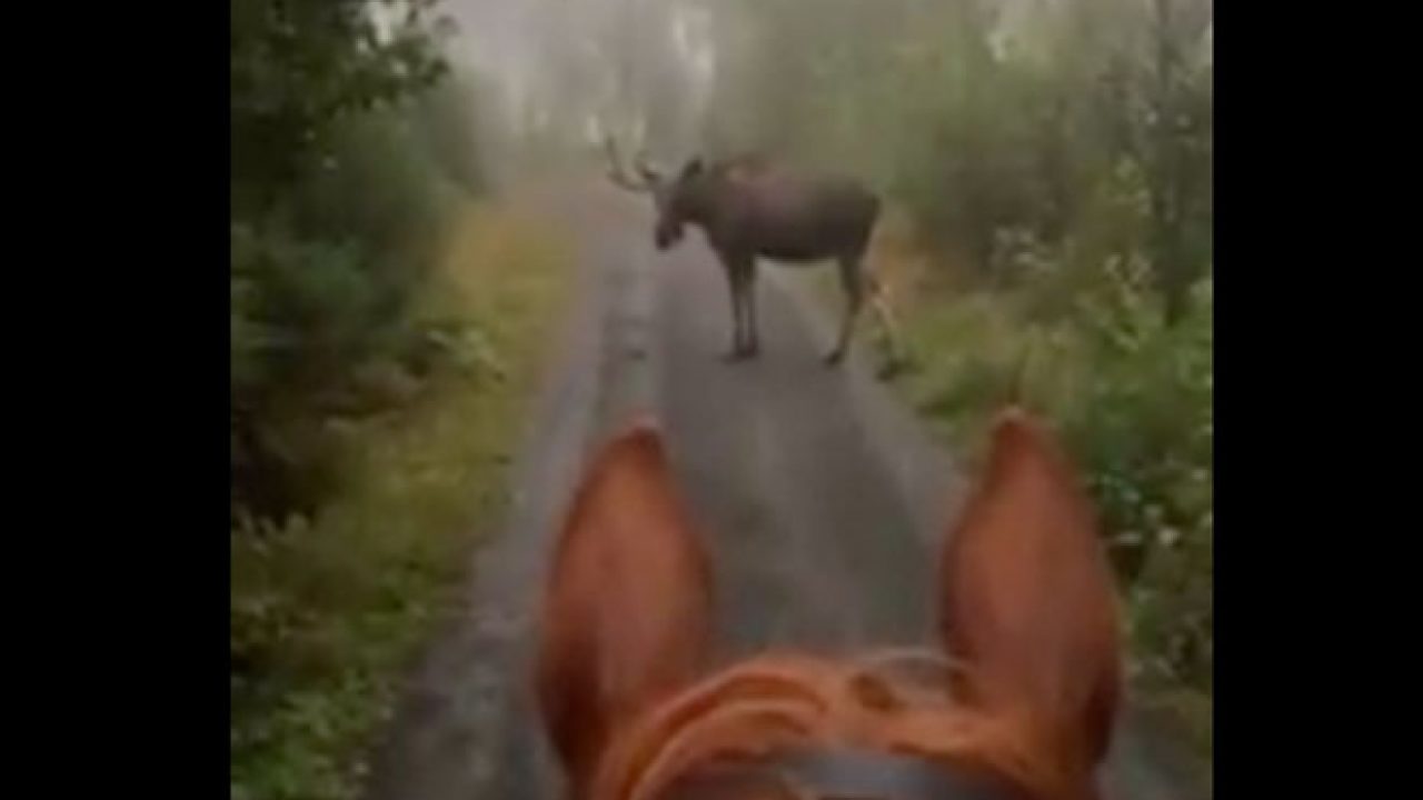 Moose Riding