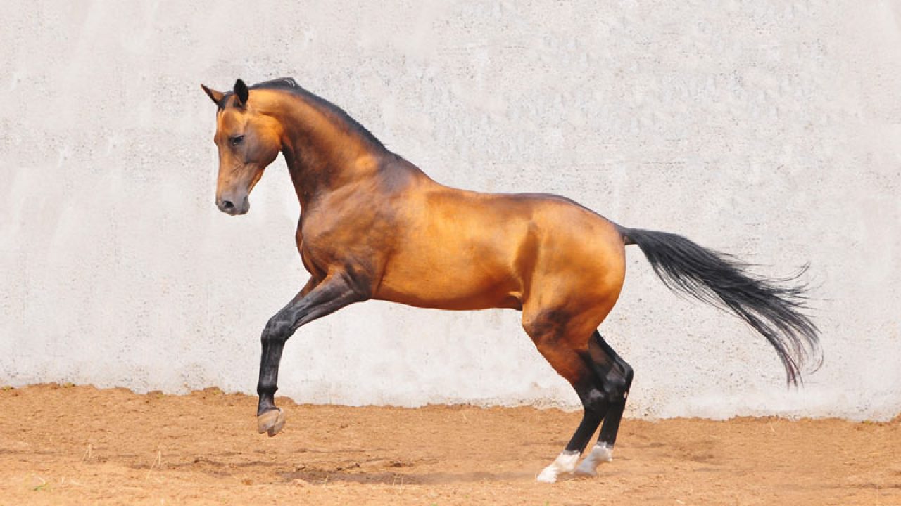 Horse Akhal Teke Breed