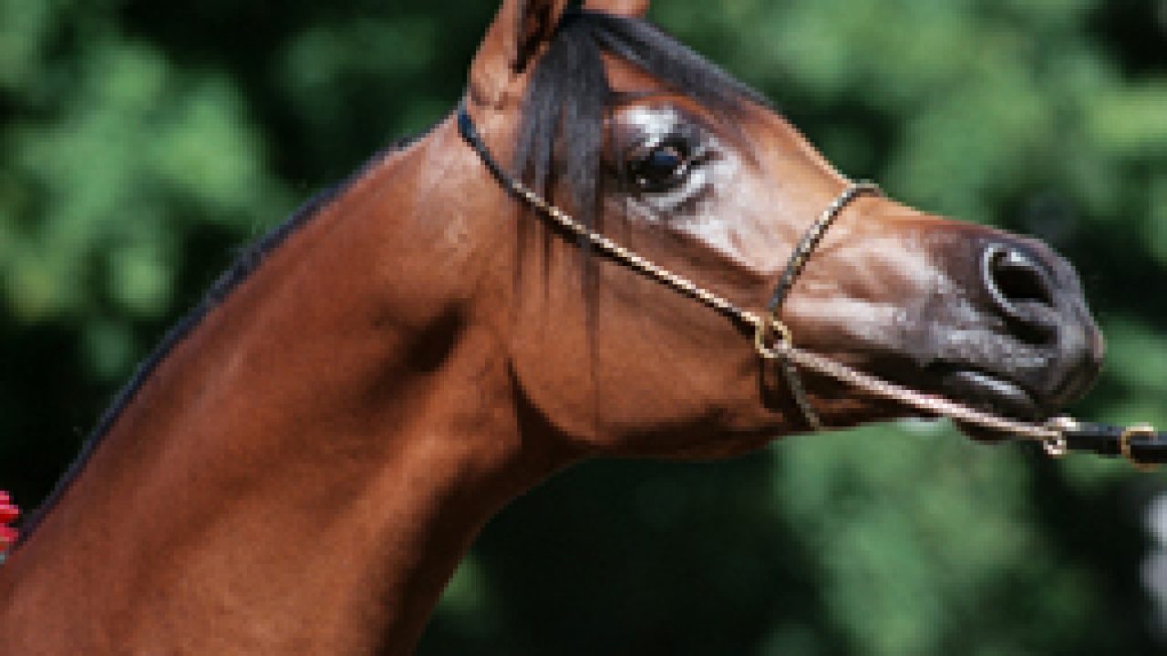 Arabian Halter Horse Show