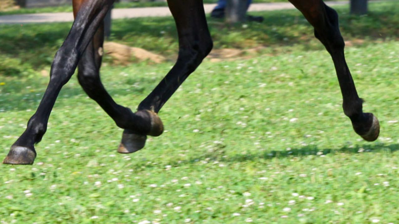Horse Hoof Running