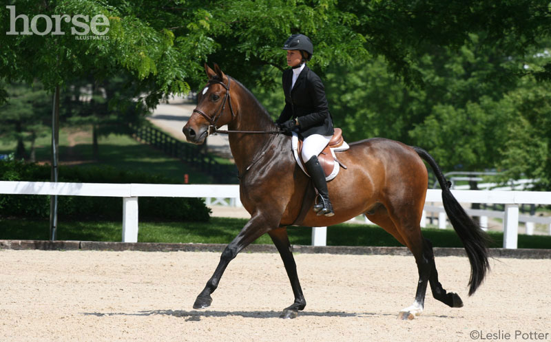 Horse Cantering