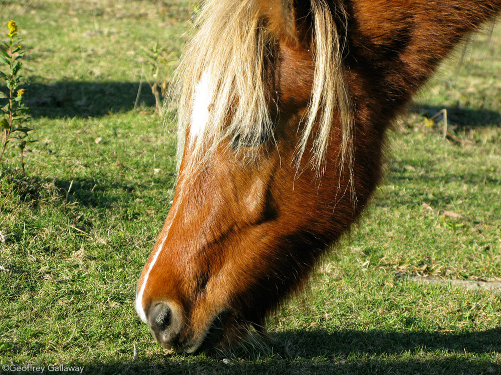 Horse Head Grazing