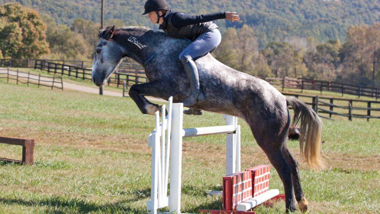 Blue Roan Quarter Horse Jumping