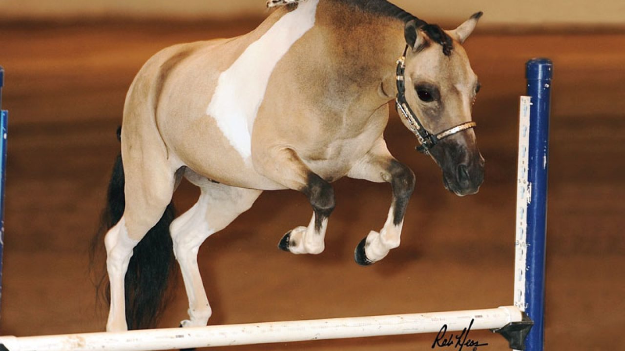 Miniature Horse Jumping Course Enhance Your Horse's Performance With