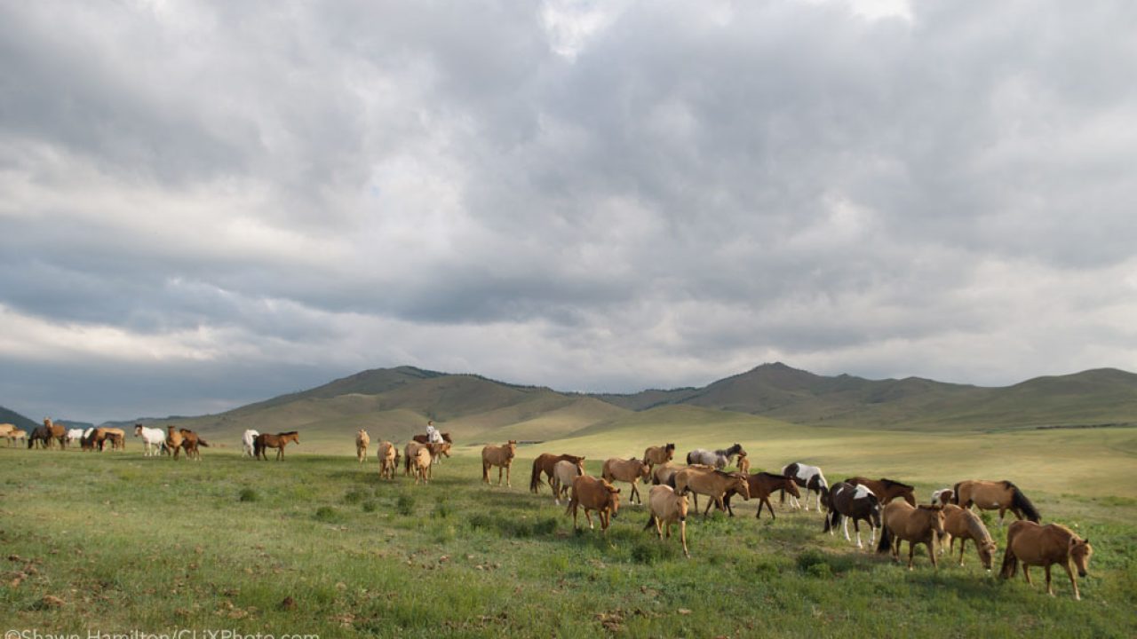 Mongolian Steppe Horse