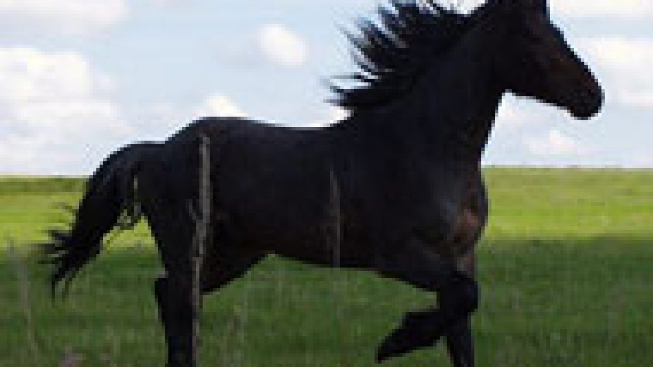 Nokota Horse Conservancy These Nokota Horses Are So Athletic We Had To