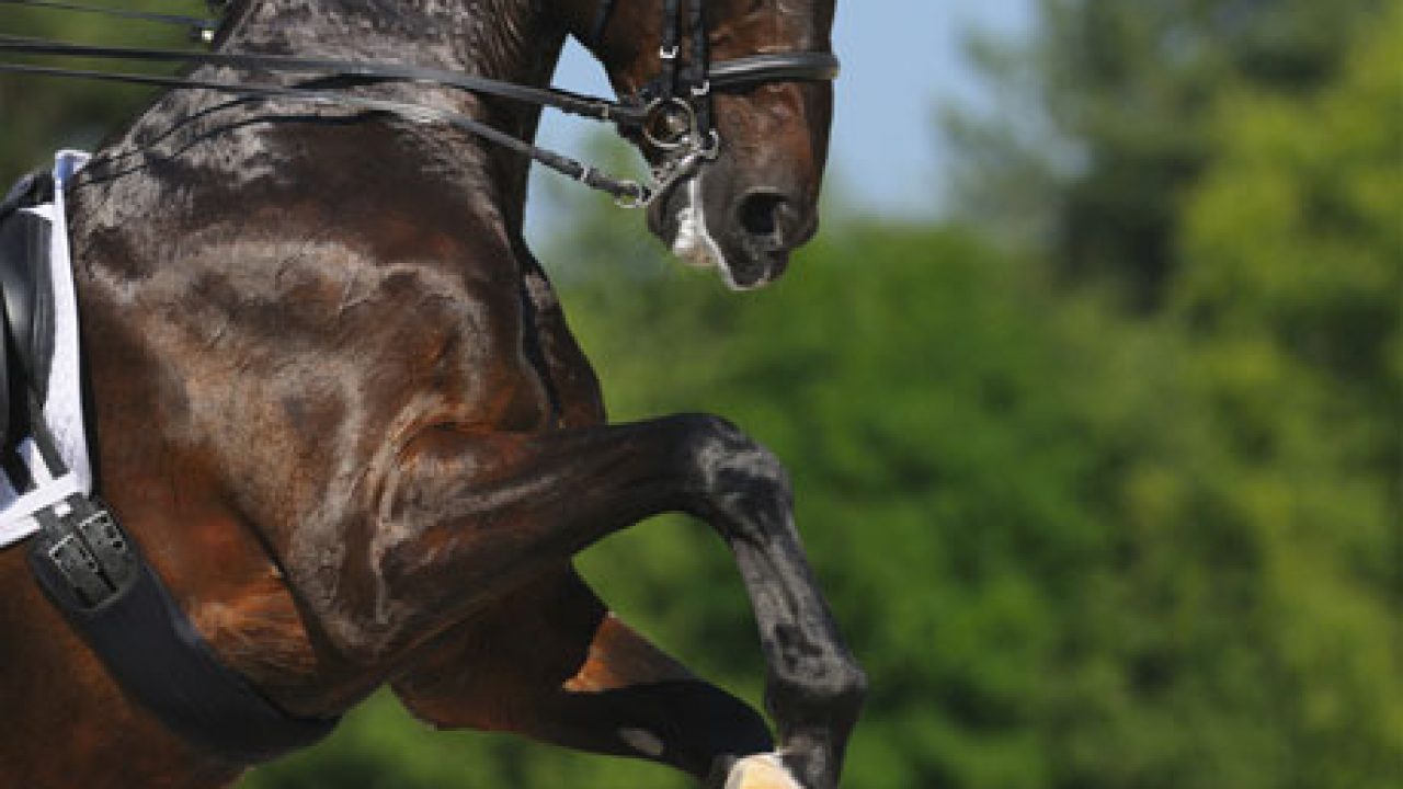 Horses Rearing And Bucking