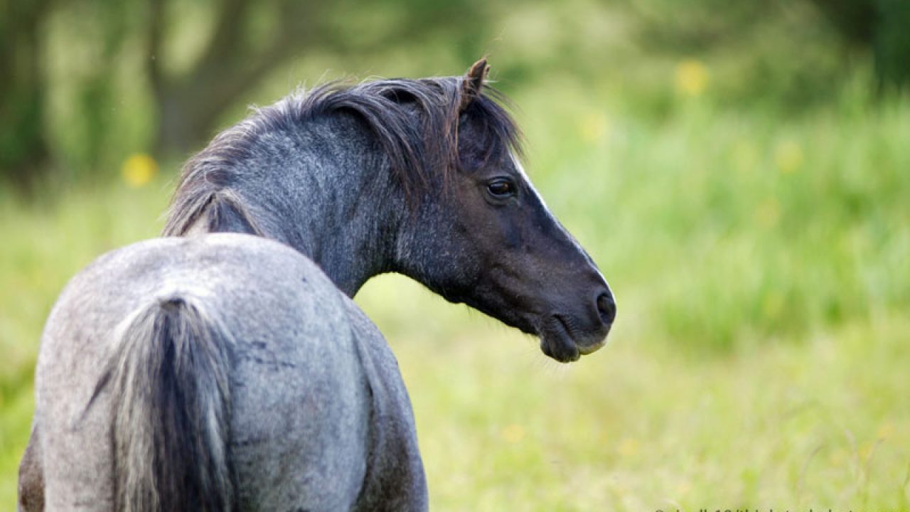 Blue Roan Horse Jumping