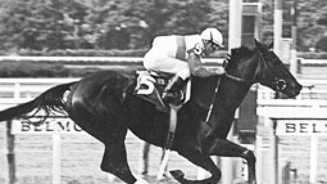 Ruffian Thoroughbred