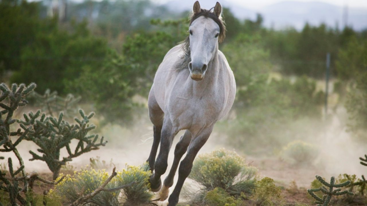 Another Name For A Mustang Horse New 2025 Ford Mustang Dark Horse For