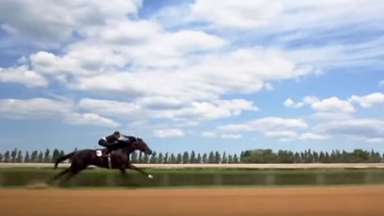 The Black Stallion Horse