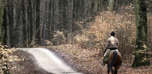 Trail Riding Tips - Horse Illustrated