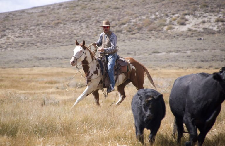 Mule Profile - Characteristics - Horse Illustrated