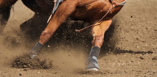 Treating a Horse's Broken Leg - Horse Illustrated
