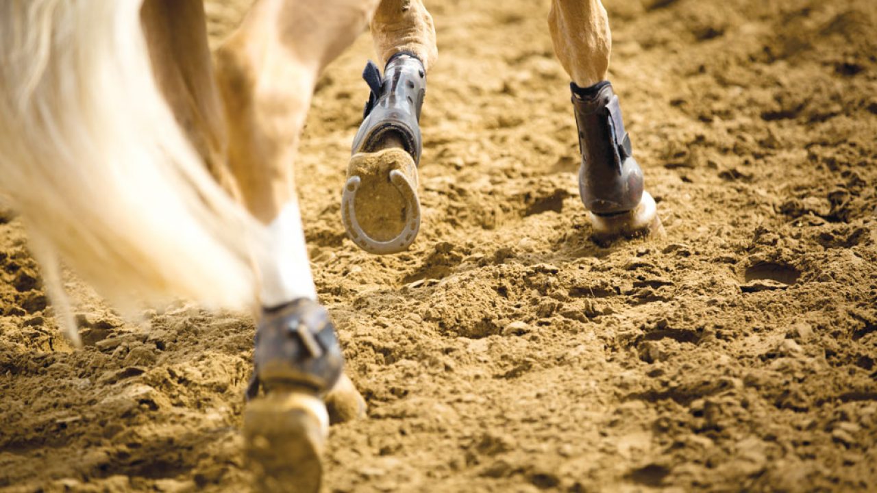 Bowed Tendon In Horses