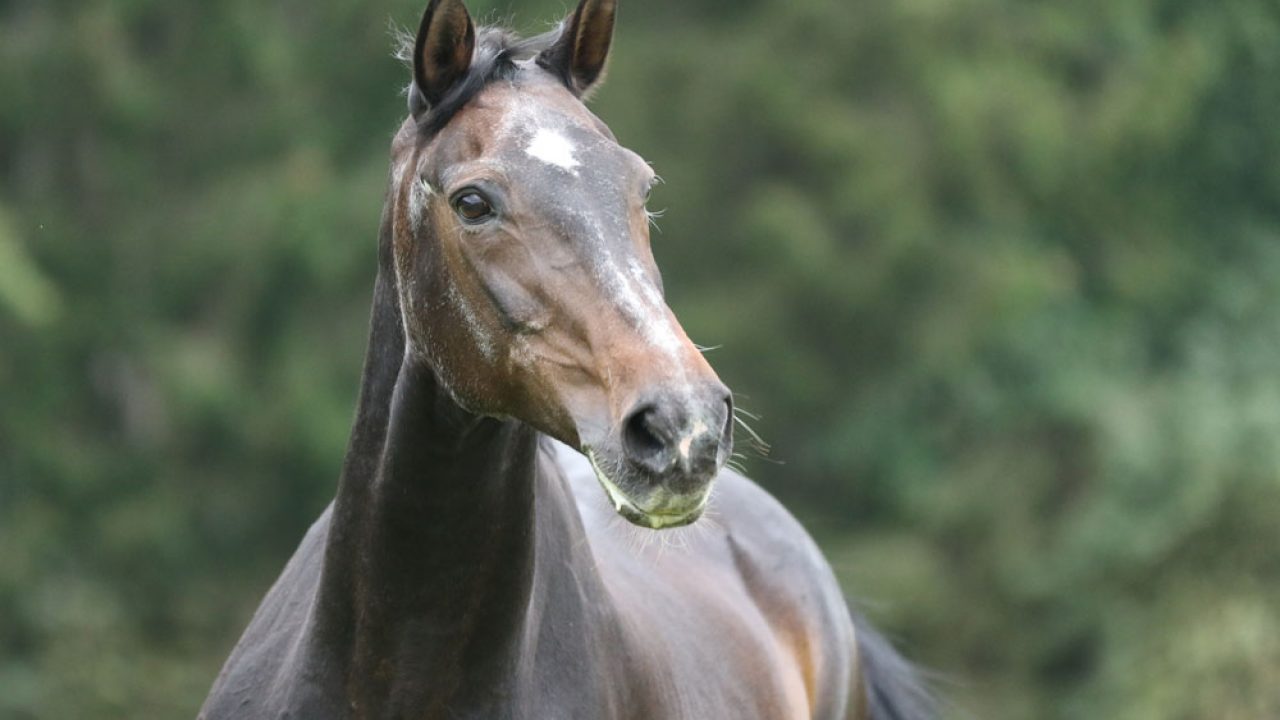 Super Equestrian Problems