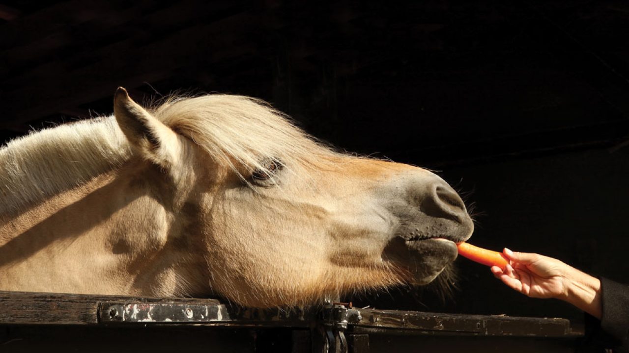 Horse Eating Apple Drawing