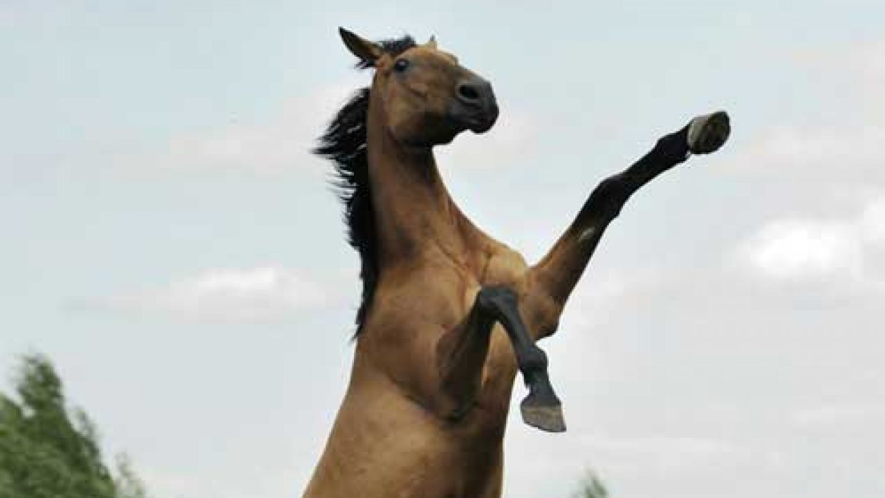 Cryptorchidism In Horses