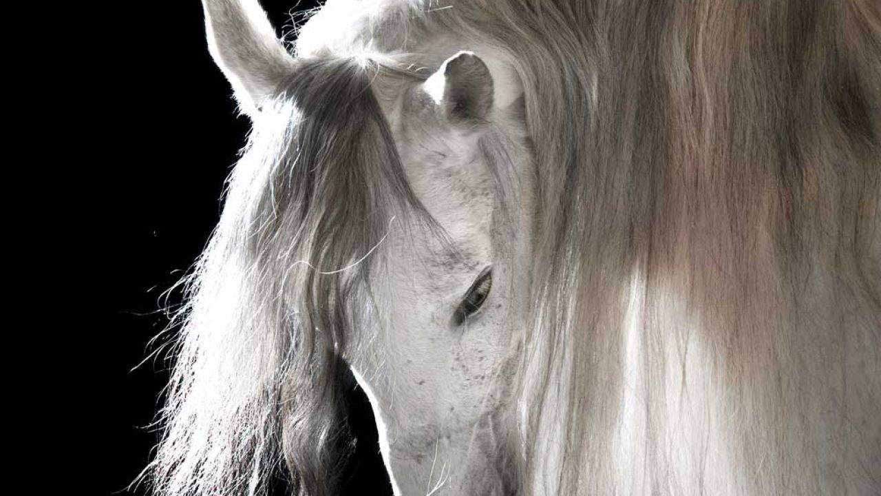 Longest Horse Mane