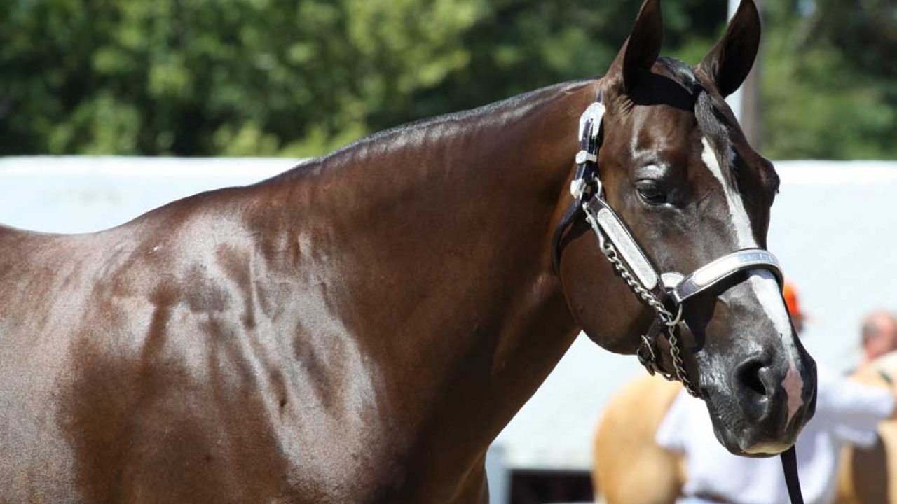 Halter Quarter Horse Silhouette