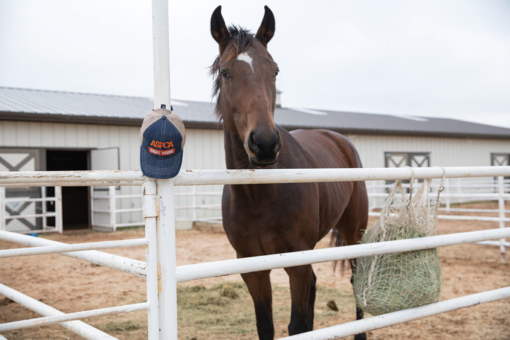 The ASPCA Equine Transition and Adoption Center