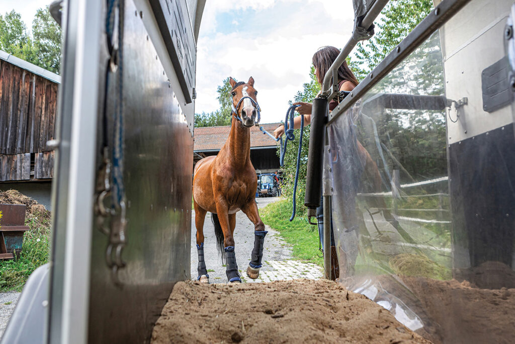 Evaluating Horses with the Basic Behaviors Profile - Horse Illustrated