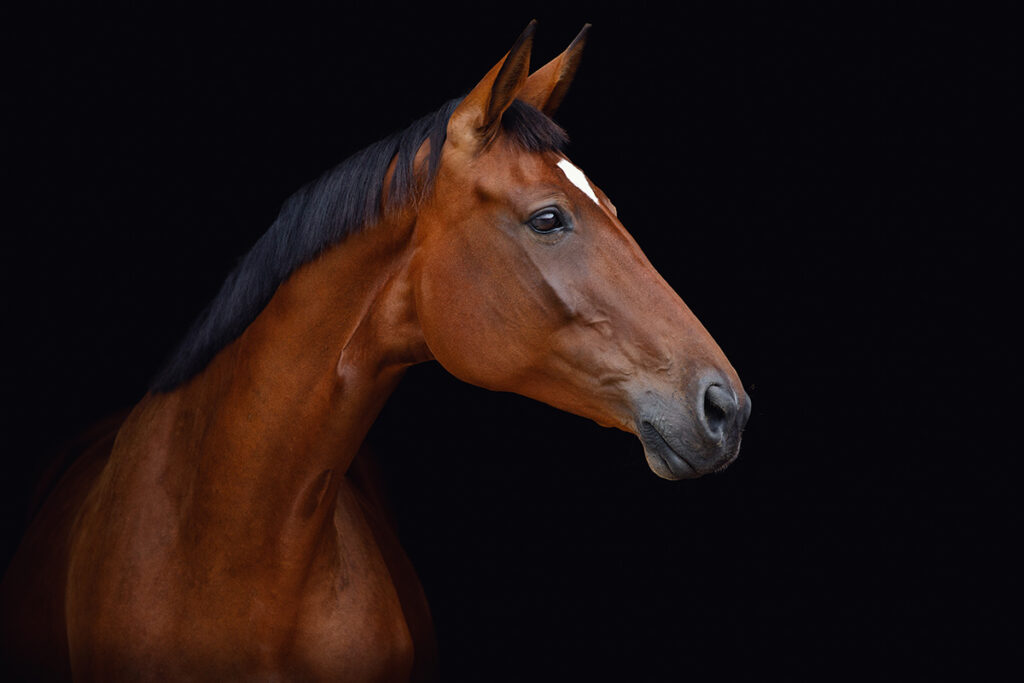 100+ Best Female Horse Names for Your Mare or Filly