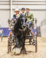 Breed Portrait: Gypsy Vanner - Horse Illustrated