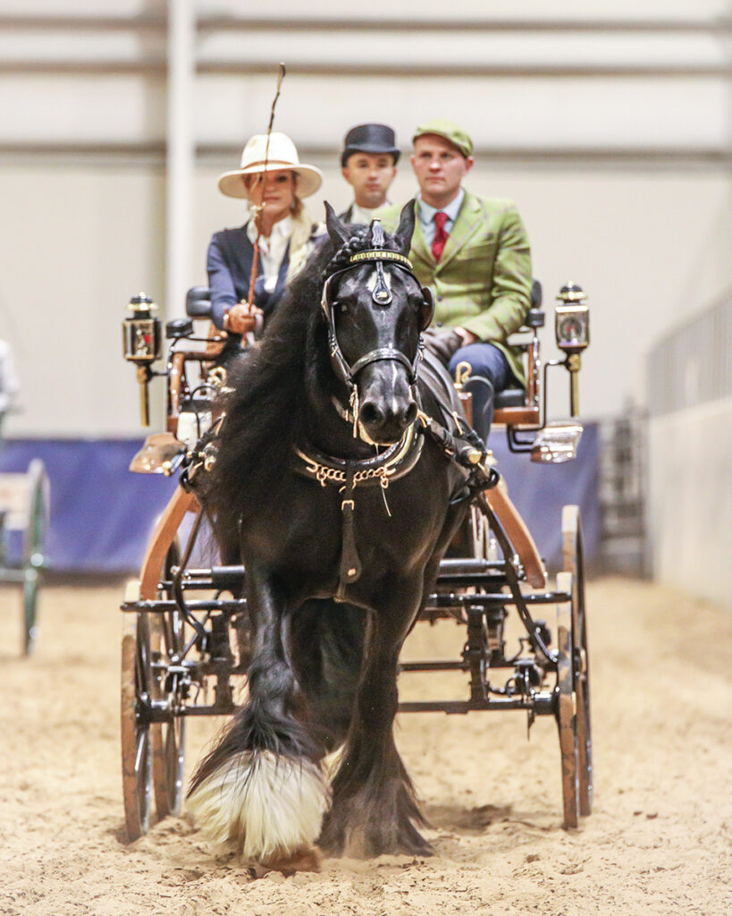 Breed Portrait: Gypsy Vanner - Horse Illustrated