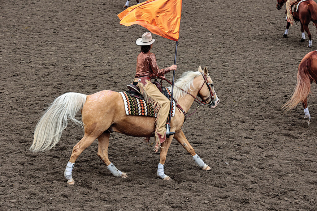 Breed Portrait: The Half-Arabian - Horse Illustrated